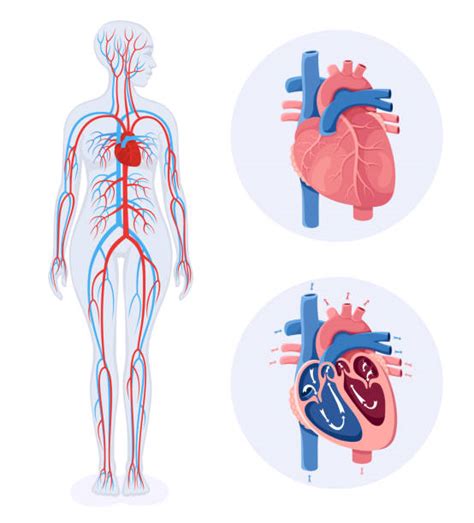 Human Circulatory System Diagram Unlabeled Human Circulatory System Diagram Unlabeled