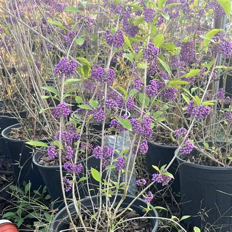 日本紫珠 紫珠花期图片批发价格 花园植物 藤本月季网