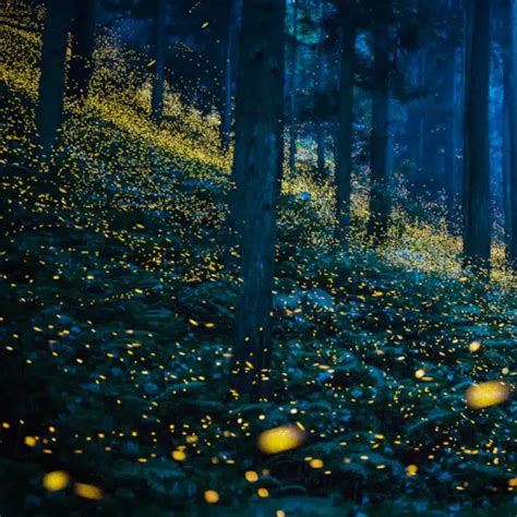 What Is The Bokeh Effect Learn How To Get Baubles In Photos