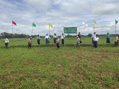 Myanmarnationalpost ငပုတောမြို့နယ် ကွင်းချောင်းကျေးရွာနှင့် တမန်ချောင