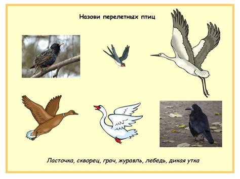 Перелетные птицы - online presentation