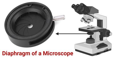 Microscope Diaphragm Types Functions And Adjustment Tips