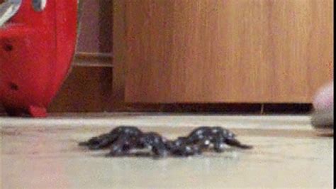 High Heel Crush Of Hmmm Indulge High Heels Clips Sale