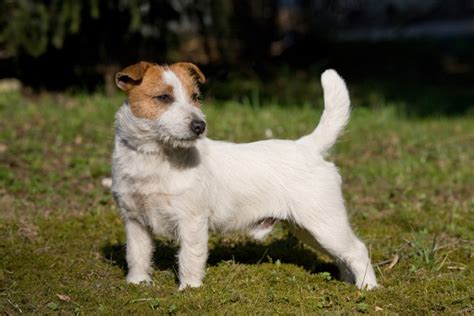 Black And White Wire Haired Jack Russell Terrier