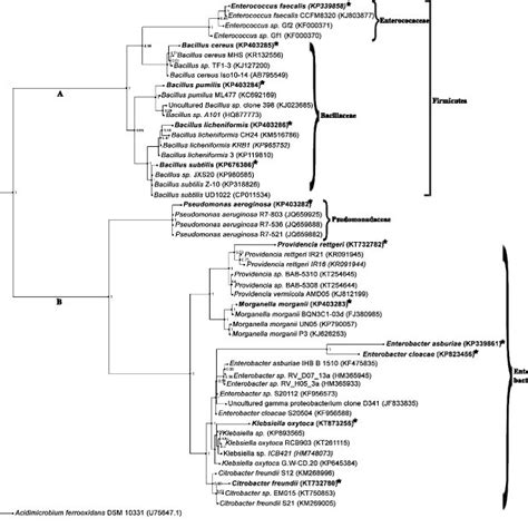 Phylogenetic Bayesian Inference Tree Based On Partial 16s Rrna Gene