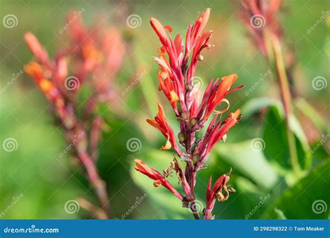 Indian Shot Canna Indica Flowers Stock Photo Image Of Garden Flowering