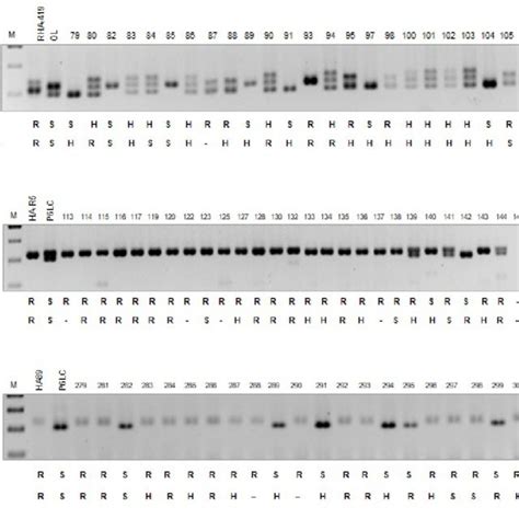 Pdf Ssr Markers Suitable For Marker Assisted Selection In Sunflower For Downy Mildew Resistance
