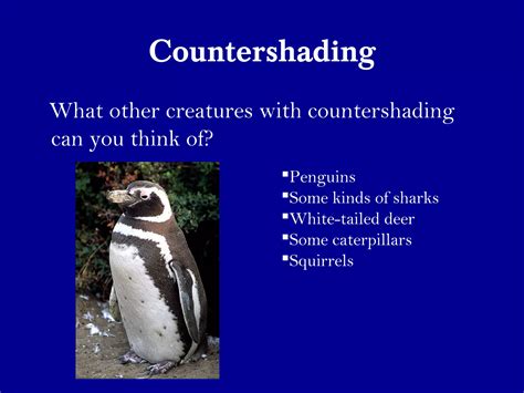 Understanding Camouflage Ppt