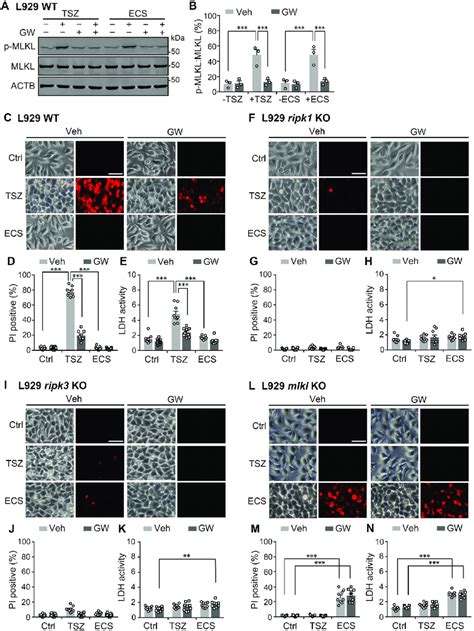 Starvation Induced Mlkl Phosphorylation Does Not Cause Cell Death A Download Scientific