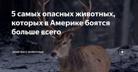 5 самых опасных животных которых в Америке боятся больше всего Заметки о животных Дзен