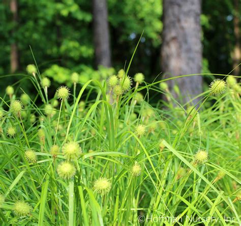 Tussock Sedge Carex Stricta A Mound Building Plant Artofit