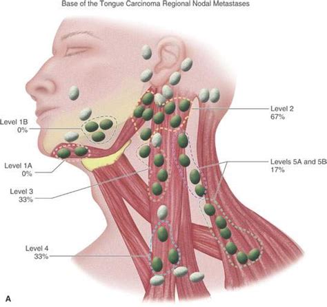 Cervical Lymph Nodes Levels