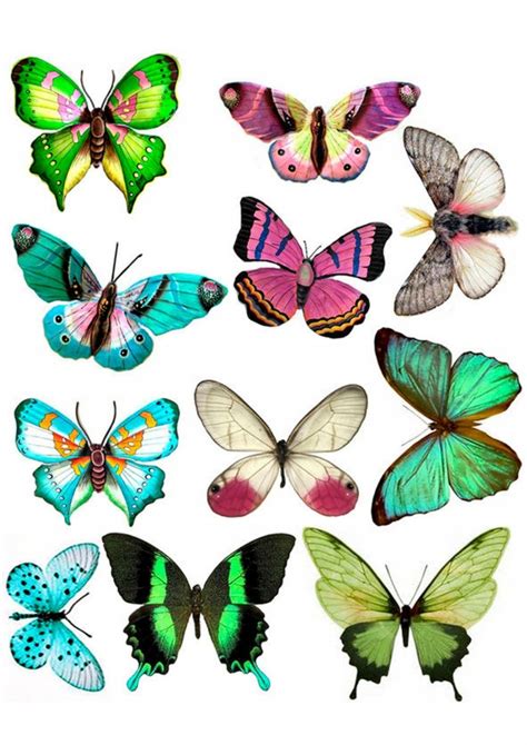 Рисунок разных бабочек 74 фото