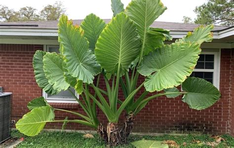 همه‌چیز درباره‌ی گل بابا آدم؛ انواع، خصوصیات و نکات کشت • دیجی‌کالا مگ