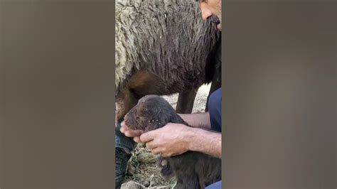 اولین بره ی این گوسفند که دو ساعت است به دنیا اومده مقاومت میکنه در