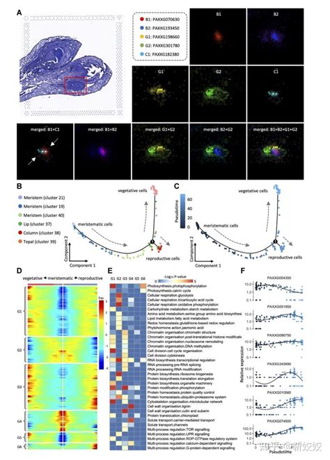 国内首篇！10x Genomics 植物空间转录组文章已上线！ 知乎