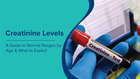 Serum Creatinine Levels Normal Range By Age And Gender High And Low Explained