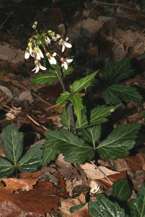 Broadleaf Toothwort Cardamine Diphylla