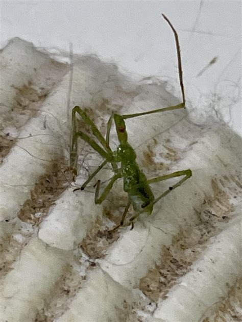 This Insect Bit Me Can You Identify It Rwhatisit