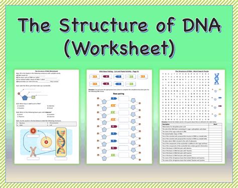 Anatomy Of Dna Worksheet Answers