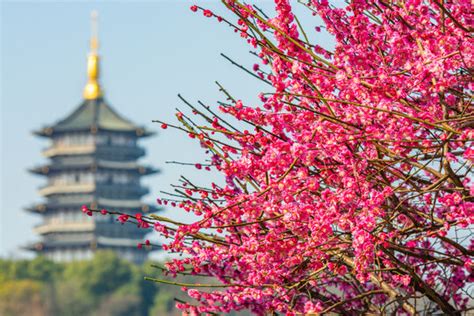 杭州旅游图片素材 杭州旅游设计素材 杭州旅游摄影作品 杭州旅游源文件下载 杭州旅游图片素材下载 杭州旅游背景素材 杭州旅游模板下载 搜索中心