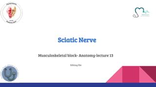 Sciatic Nerve And Clinical Correlation Pdf