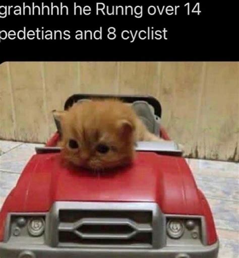 Stupid Cat Silly Cats Cute Cats Weird Cats Funny Cat Memes Funny