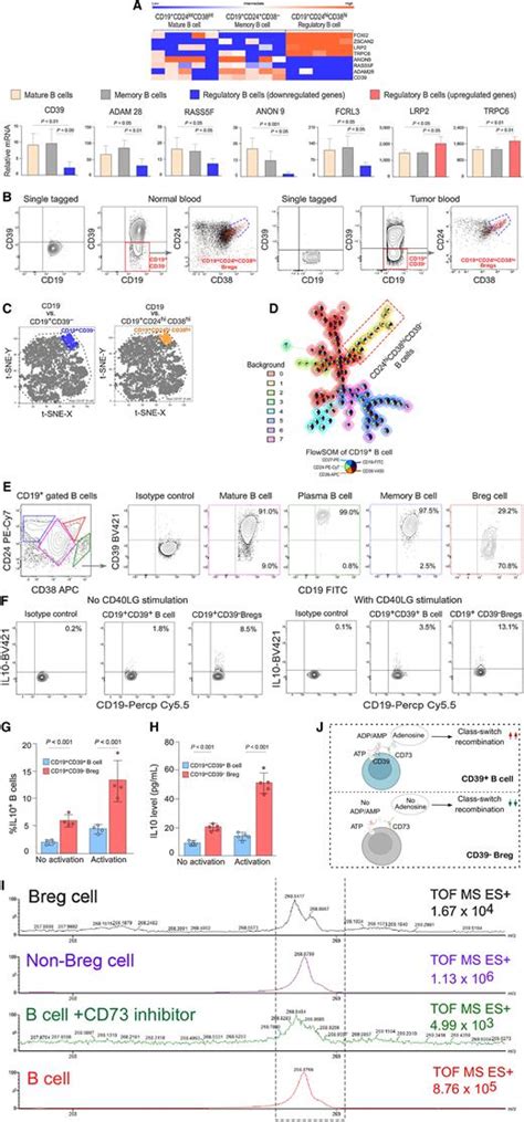 Tumor Associated Cd19cd39− B Regulatory Cells Deregulate Class Switch