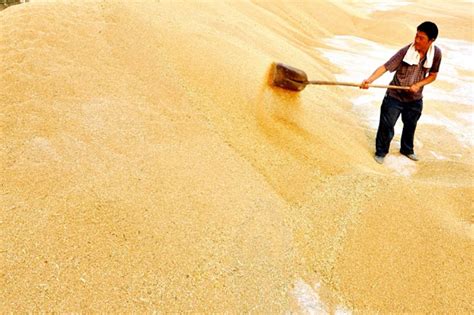China Buys Canadian Australian Wheat As Heat Hits Crop Traders Say