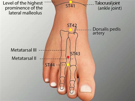 St 34 Lianqiu Stomach Meridian Acupuncture Point