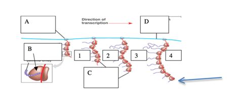 Diagram Of Cell Bio Final Exam Quizlet