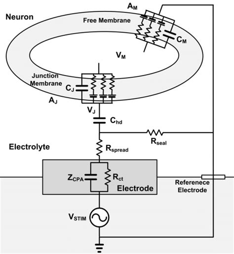 Circuit Model Of Electrode Neuron Interface For Neural Stimulation The