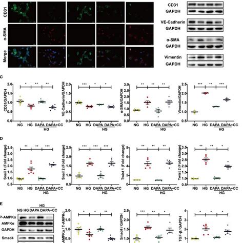 Dapagliflozin Inhibits Cardiac Endmt And Tgfβsmad Signalling With Ampk