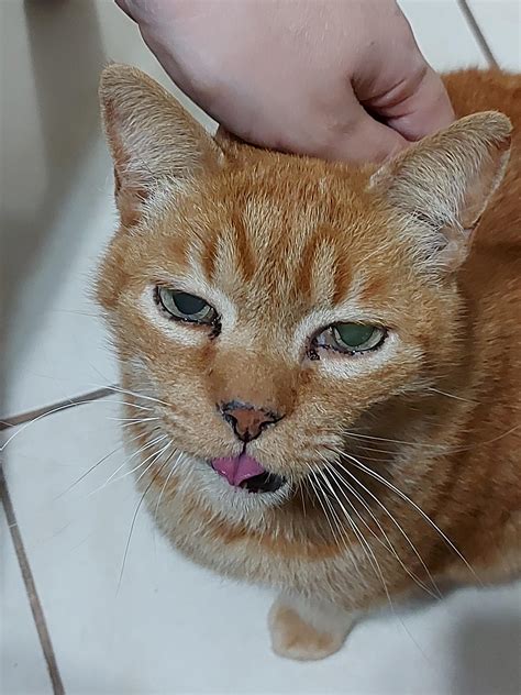 Can I See Your Cats Blep Face This Is My Cats 🐱💖 R Blep