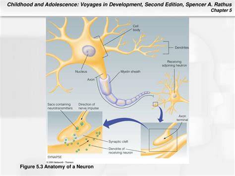 Ppt Chapter 5 Infancy Physical Development Powerpoint Presentation Free Download Id 2777193