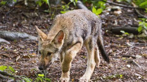 Download Wallpaper 1600x900 Wolf Cub Wolf Cub Predator Grass Wildlife Widescreen 16 9 Hd