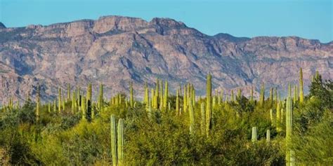 Aridoamérica Información Culturas Geografía Economía Tamaulipas
