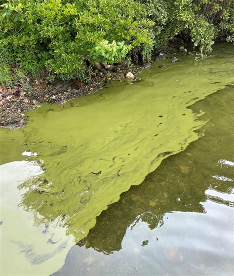 Cyanobacteria What They Are And Why They Concern Us Friends Of