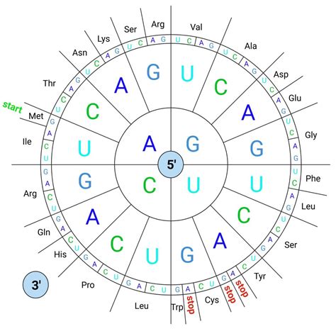 Optimisation De Codons Immune Biosolutions