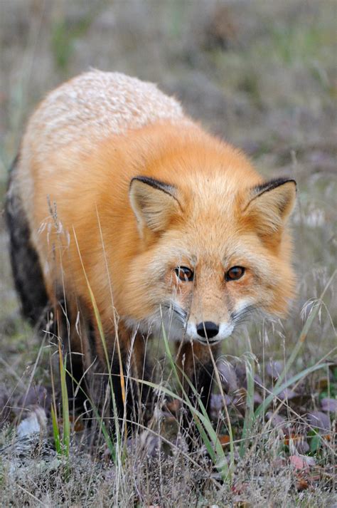 Red Fox Monfrague Nature Park Field Guide · Inaturalist