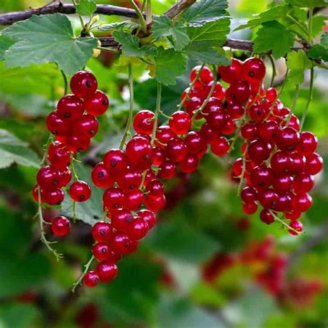 Red Currants