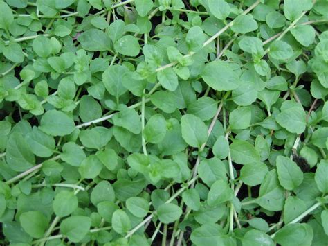 Lisa Bonassins Garden Medicinal Uses Of Pennyroyal