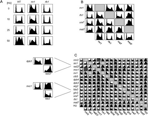 Mrc1 Dependent Scaling Of The Budding Yeast Dna Replication Timing Program