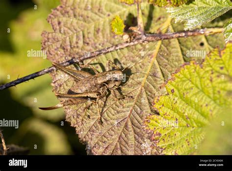 A Brown Common Bush Insect Sits Well Camouflaged On A Brown Leaf Stock