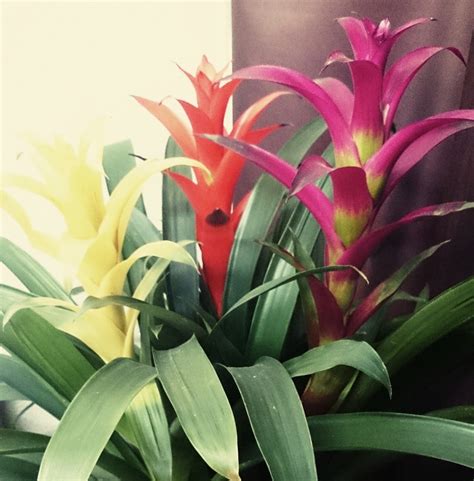 南国の植物たち Kirana キラーナのブログ