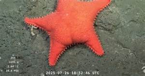 Los Mejores Memes De La Expedición Con Científicos Del Conicet En El Fondo Del Mar Argentino