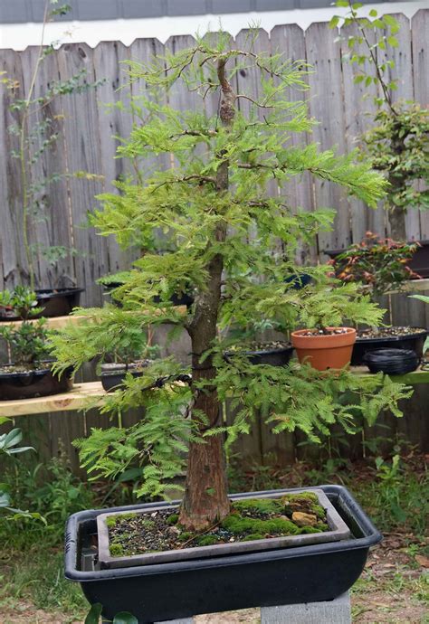 Bald Cypress I