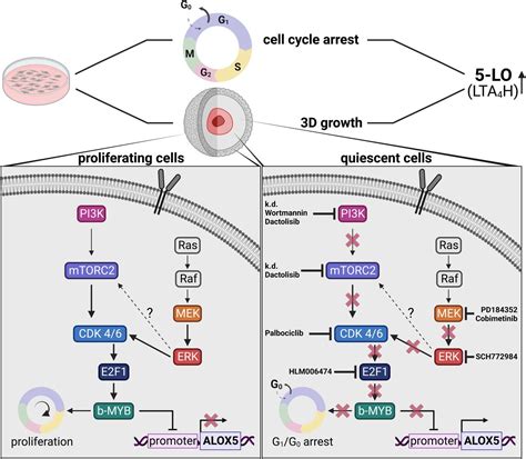Three Dimensional Growth Reveals Fine Tuning Of 5 Lipoxygenase By Proliferative Pathways In