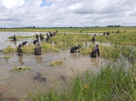 ជំនន់ទឹកភ្លៀង បំផ្លាញស្រូវជាង៥ពាន់ហិកតា នៅខេត្តបន្ទាយមានជ័យ Thmey Thmey 25