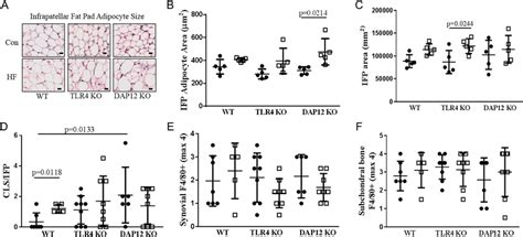 A High‐fat Diet Hfd Induces Infrapatellar Fat Pad Adipocyte Download Scientific Diagram